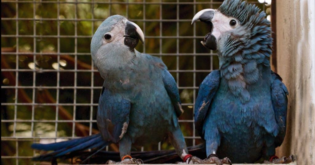 Pela 1ª vez em 20 anos, filhote de ararinha-azul nasce em solo ...